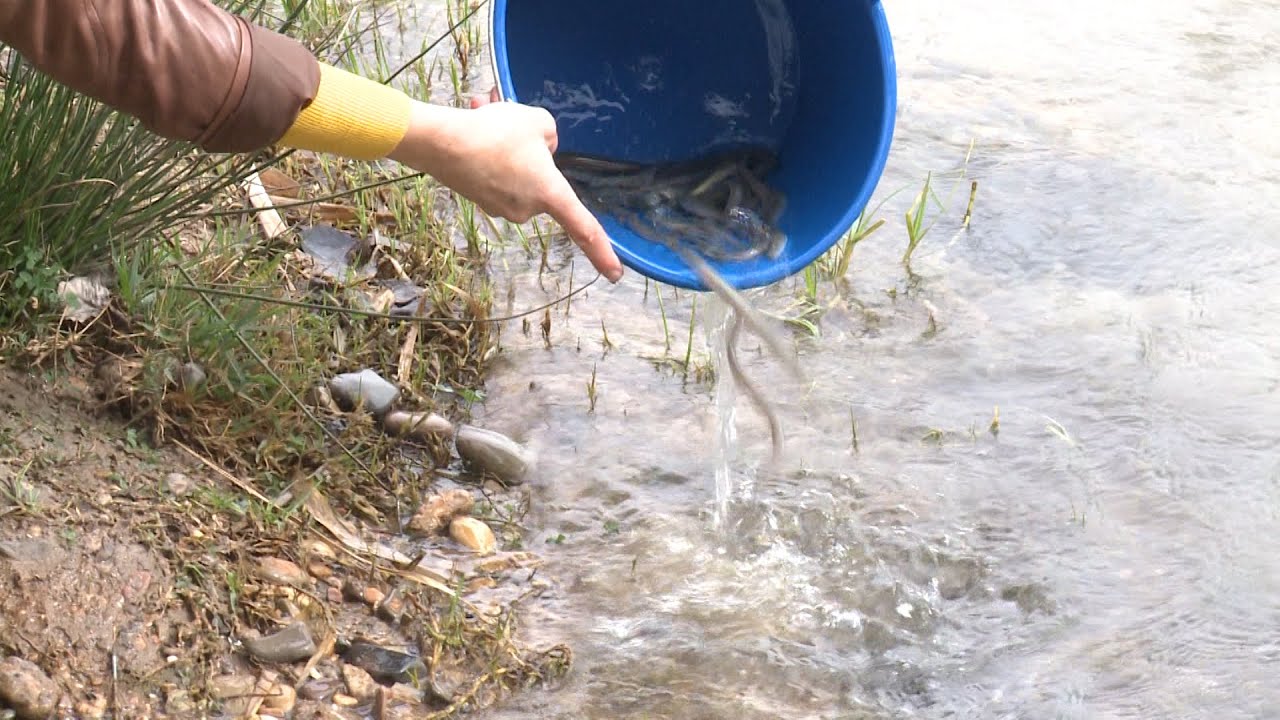 Jornada sobre la importancia de la angula en el río Turia. - Parc del Turia